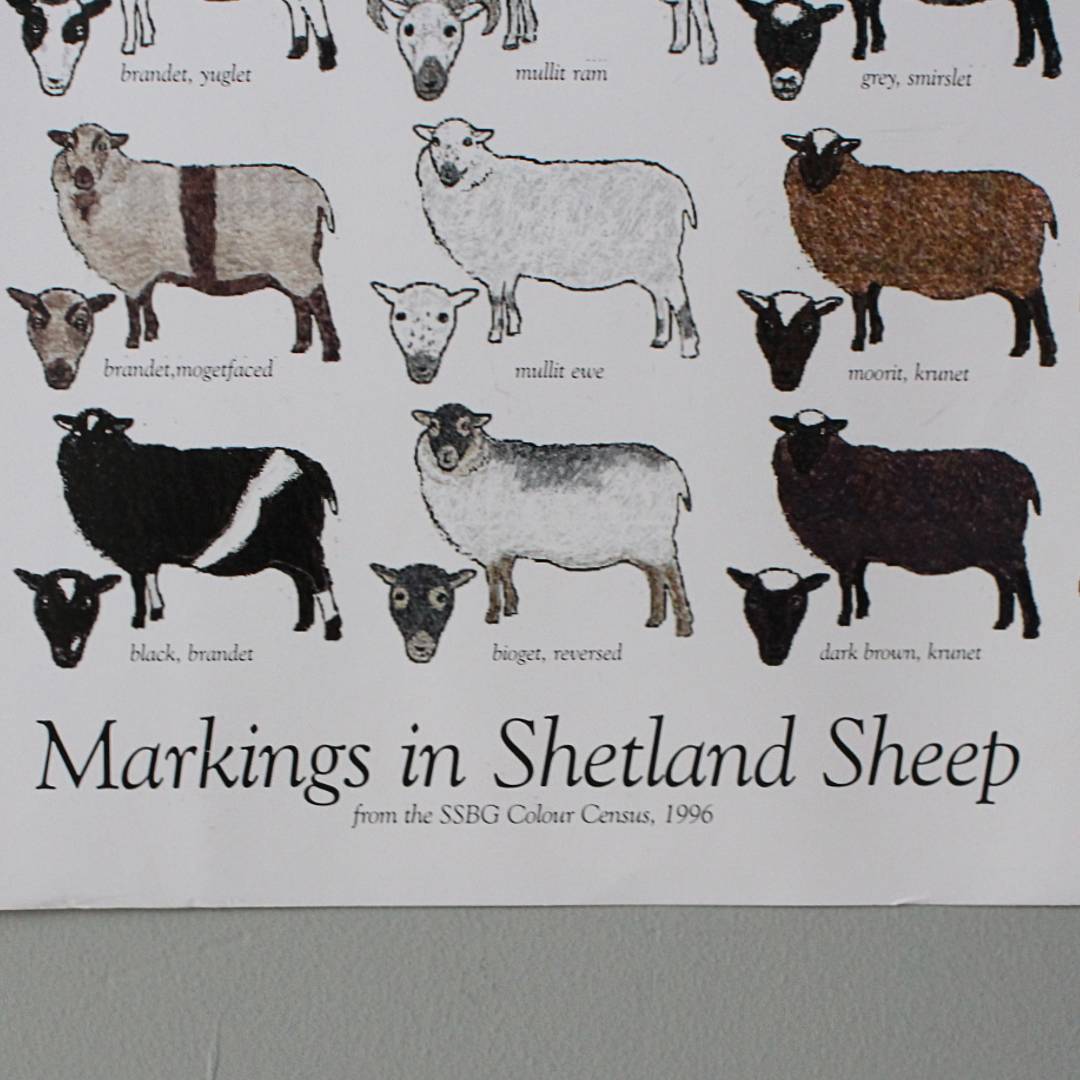 Shetland Sheep Colour and Markings Poster – moorit